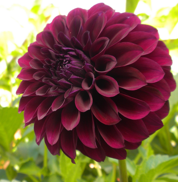 Dahlia Dark Destiny NEW decorative small flowered 2 3 or 5 tubers Free delivery within the UK